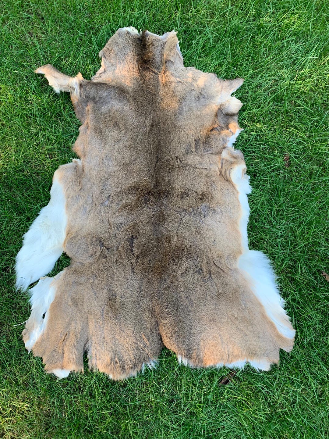 Whitetail Deer Pelt BFWD24-08 - Etsy