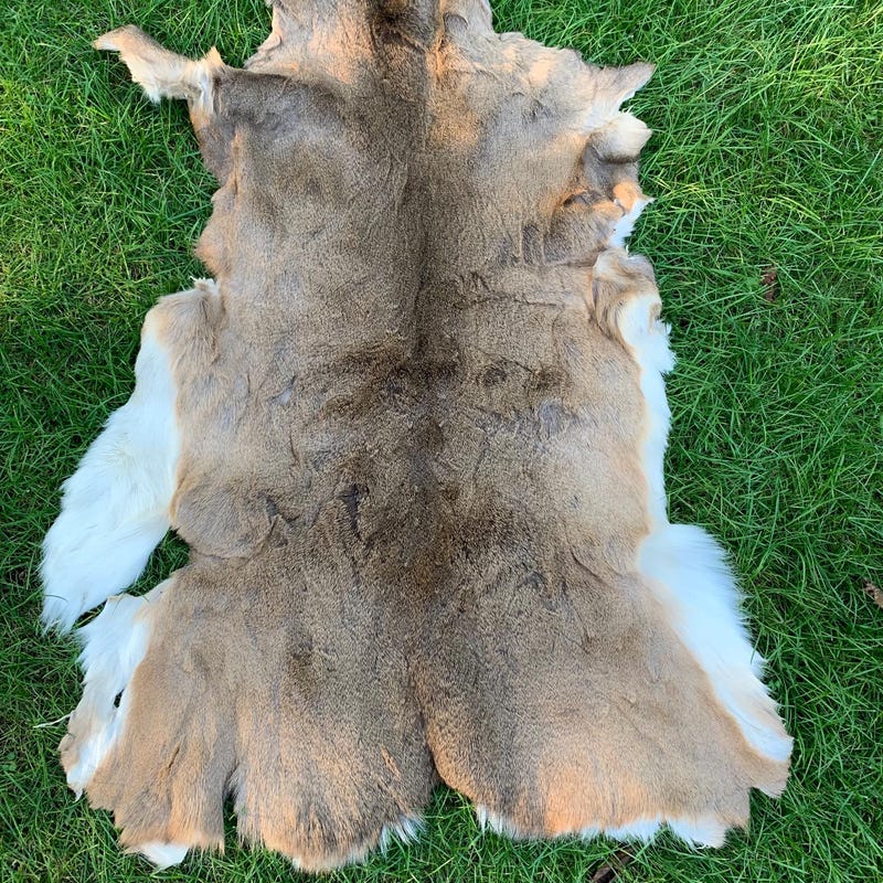 Whitetail Deer Hide - Etsy