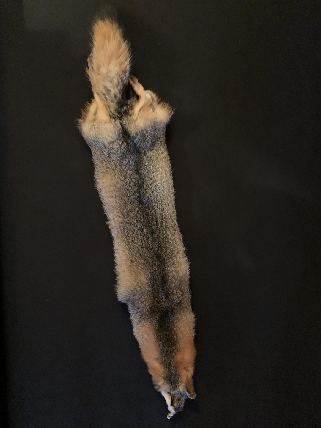 Gray Fox GFC24-01 - Etsy