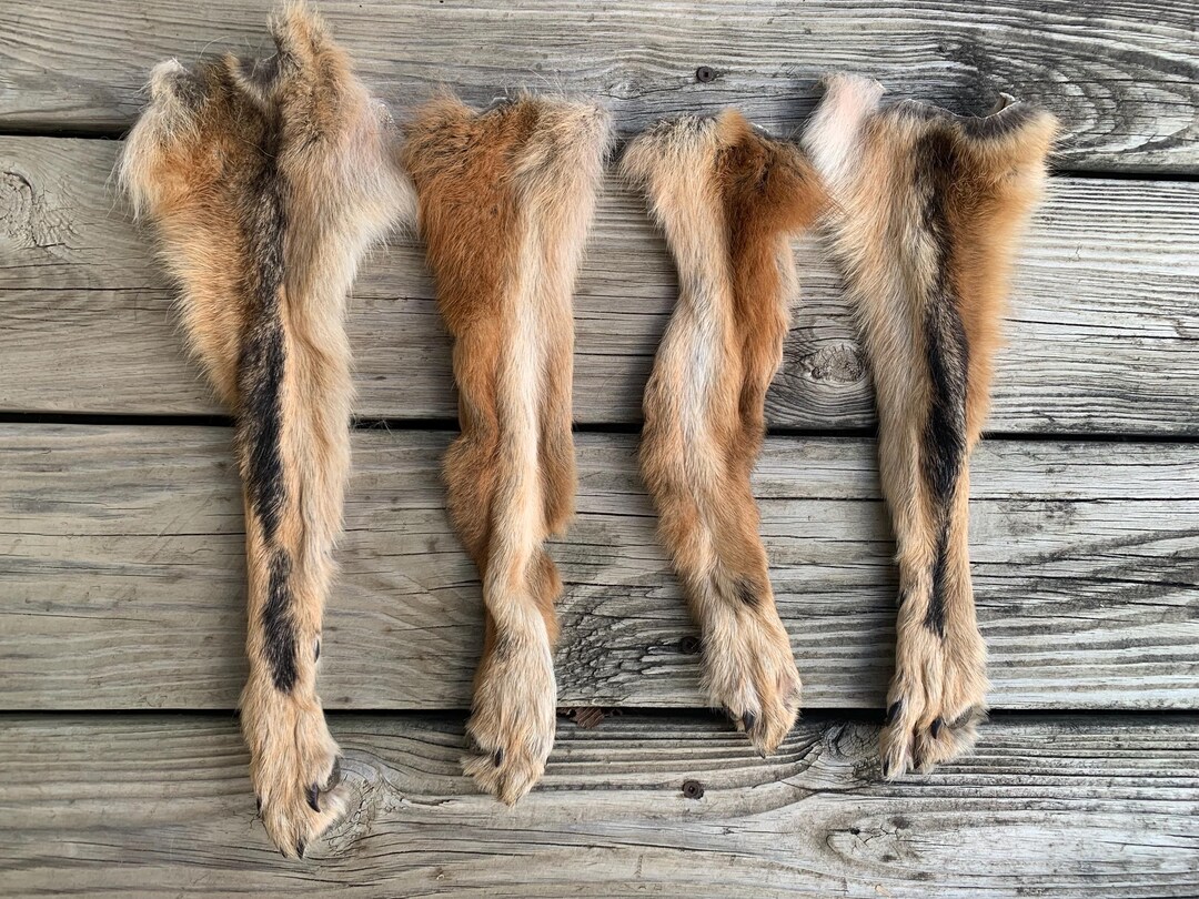 Coyote Legs With Feet/claws - Etsy