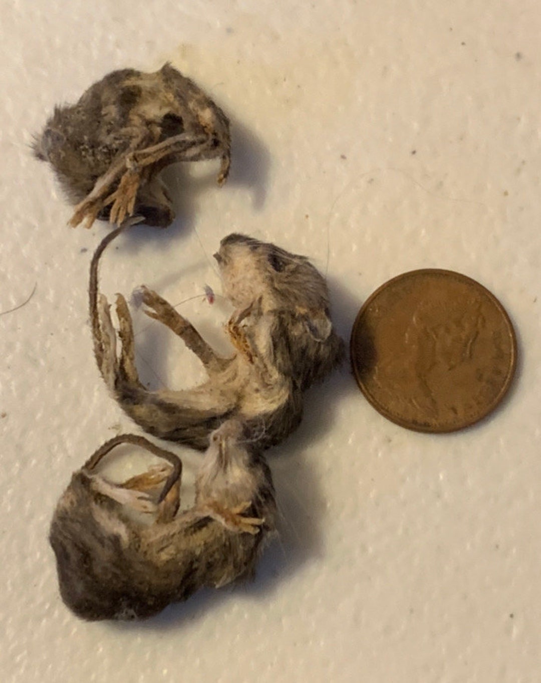 Mummified Baby Mice - Etsy