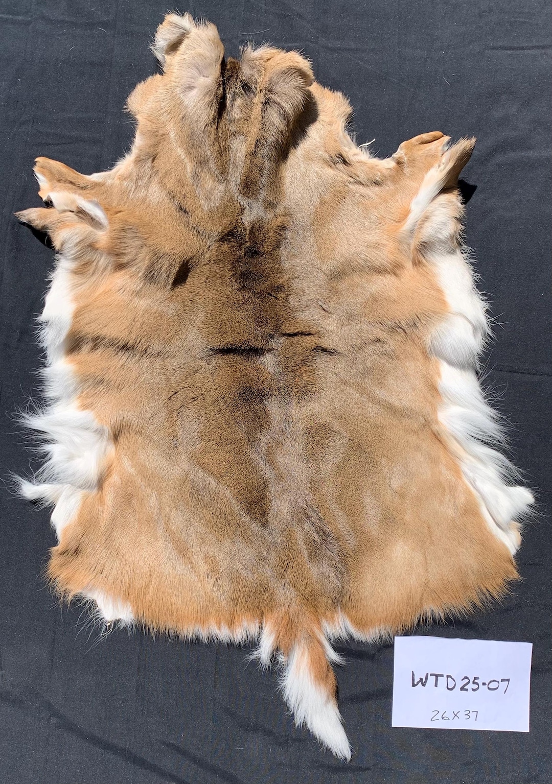 Deer Pelt Tanned WTD25-07 - Etsy