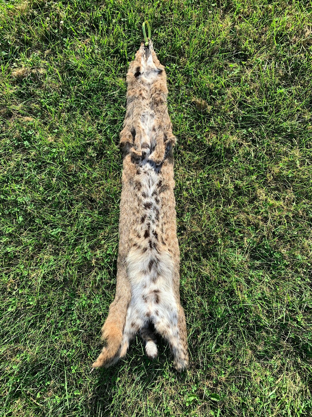 Bobcat Craft Grade MSB0033576 - Etsy