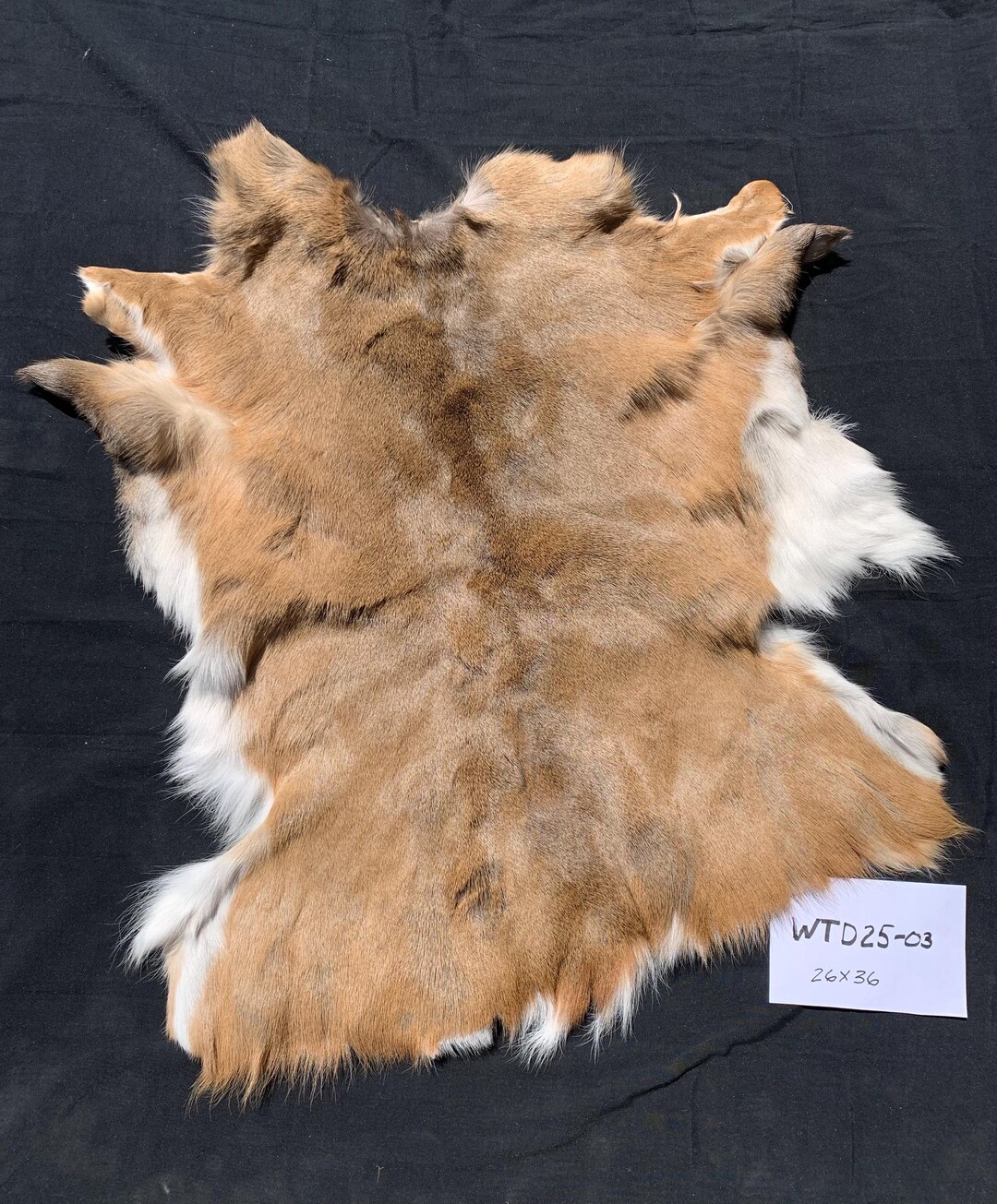Deer Pelt Tanned WTD25-03 - Etsy