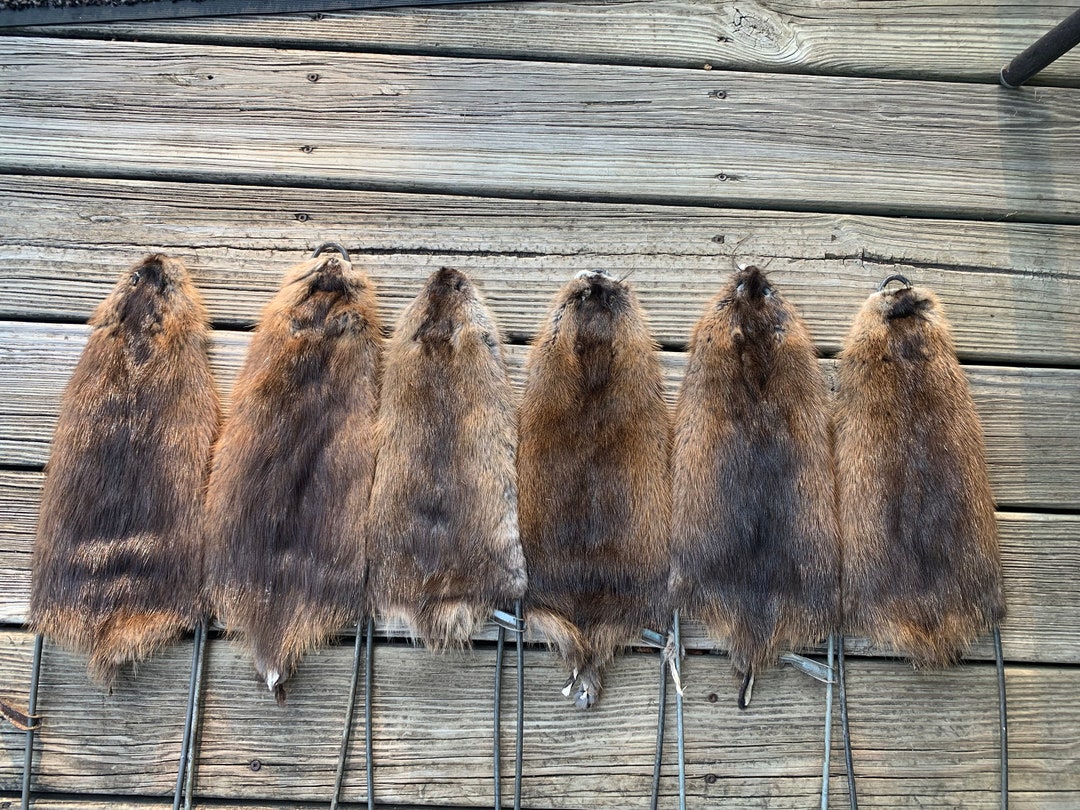 Muskrat Bundle 2023-01 - Etsy