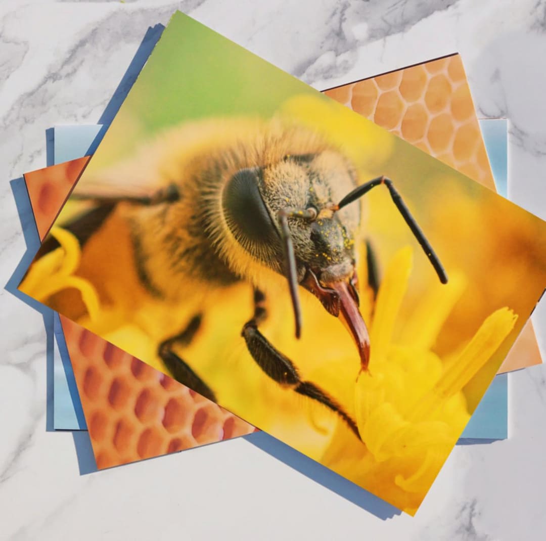 Honey Bee Teaching Posters - Etsy