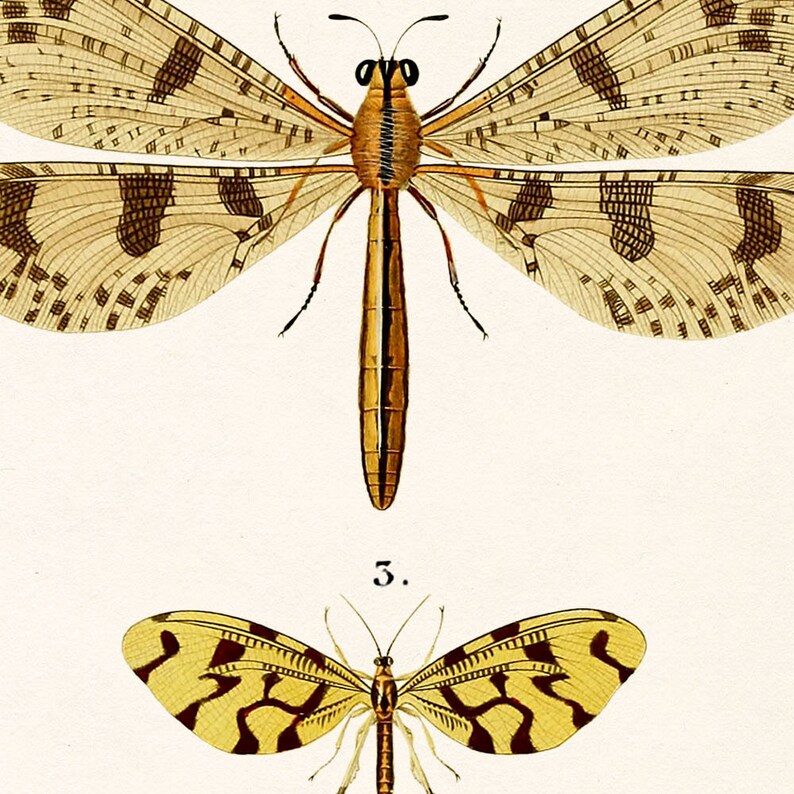 Entomology art Vintage insect print Printable art Instant | Etsy