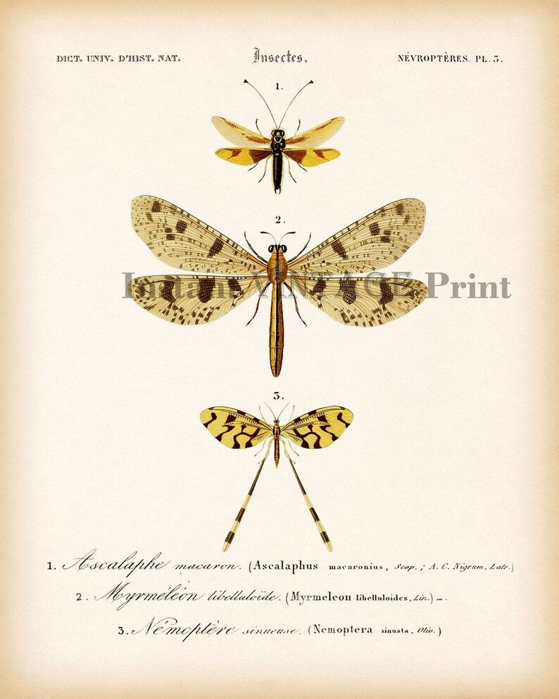 Entomology art Vintage insect print Printable art Instant | Etsy
