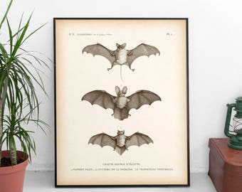 Vintage Bat Print | Etsy