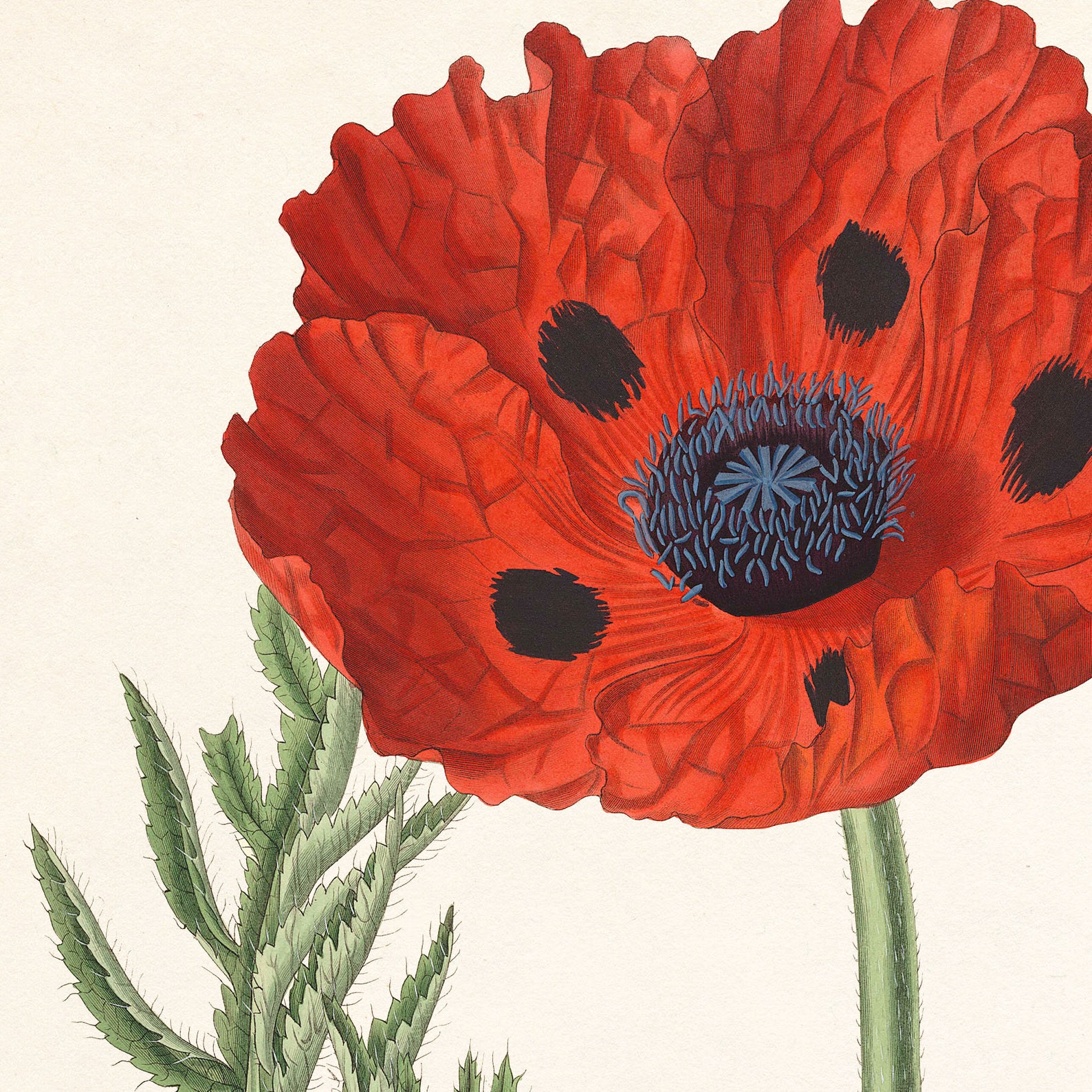 Poppy print Large botanical print Antique botanical print | Etsy