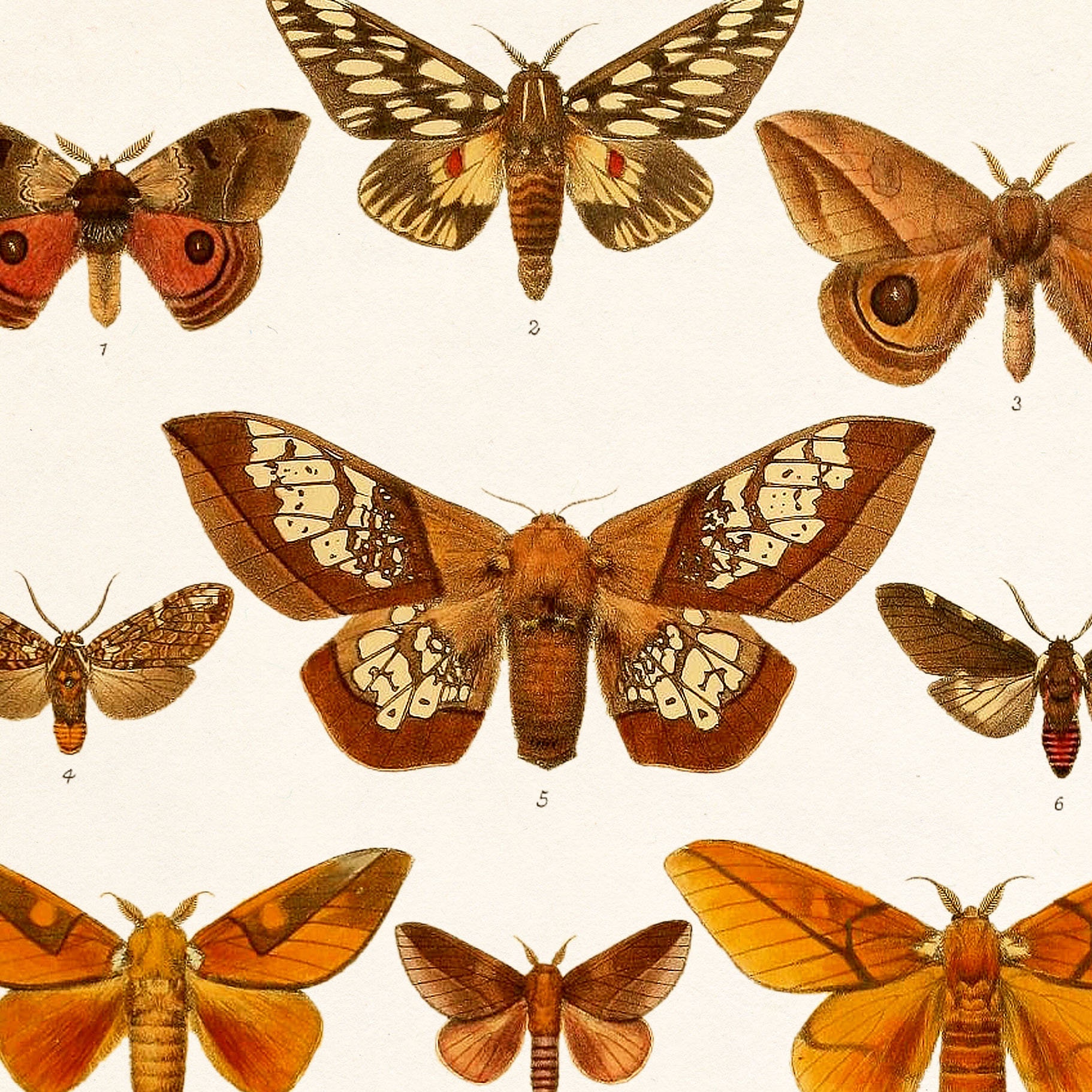 Butterfly scientific illustration Entomology print Vintage | Etsy