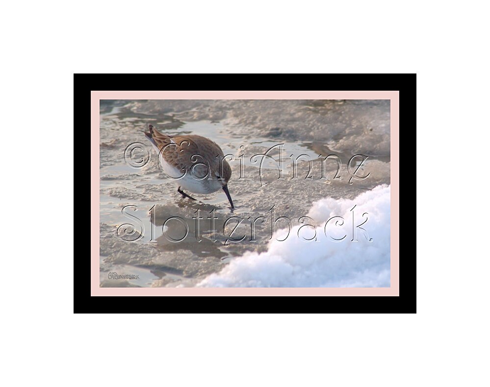 Printable Mixed Media Art dunlin Bird Photography, Nature Inspired Bird ...