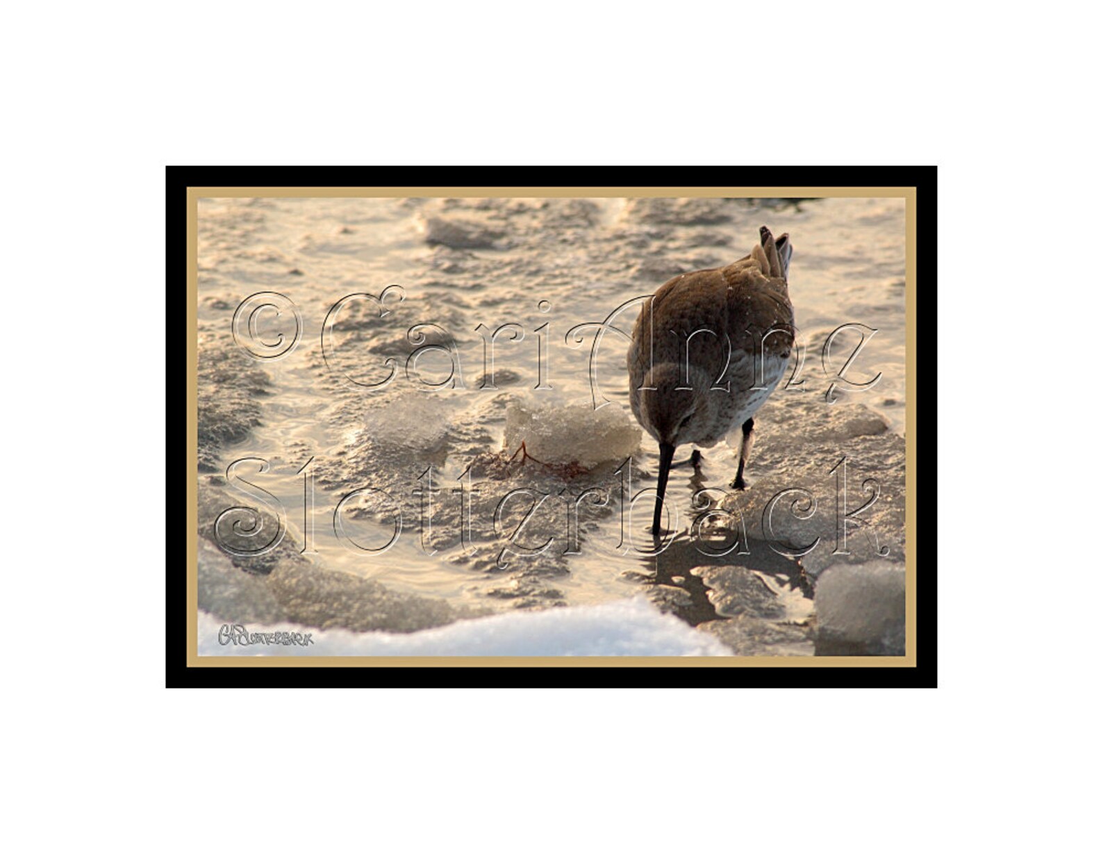 Printable Mixed Media Art wildlife Bird Photography Nature - Etsy