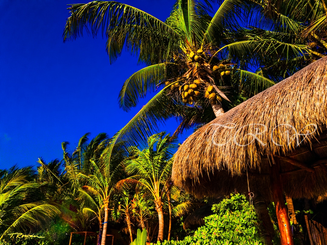 Tropical Art Print of Palm Trees Large Metal Print Nature Photograph ...