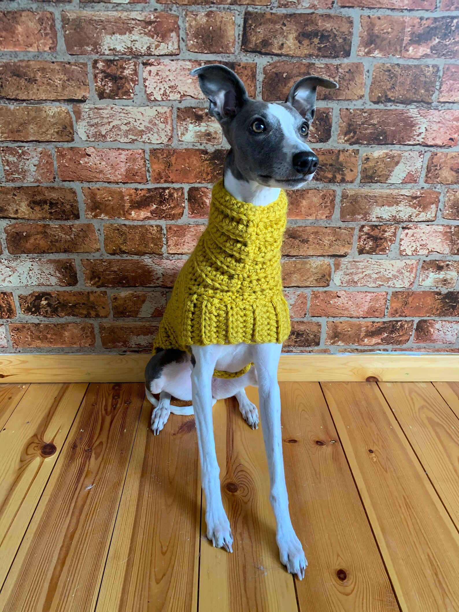 Whippet Sweater / Jumper in Yellow Mustard - Etsy