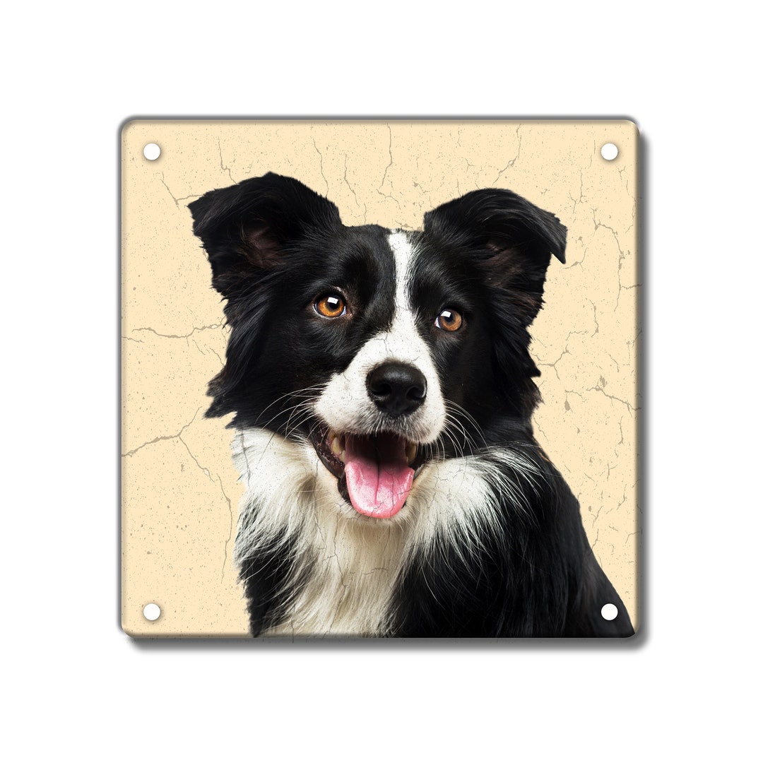 Border Collie Vintage Style Metal Sign Aged or Plain 200 X 200mm 8 X 8 ...