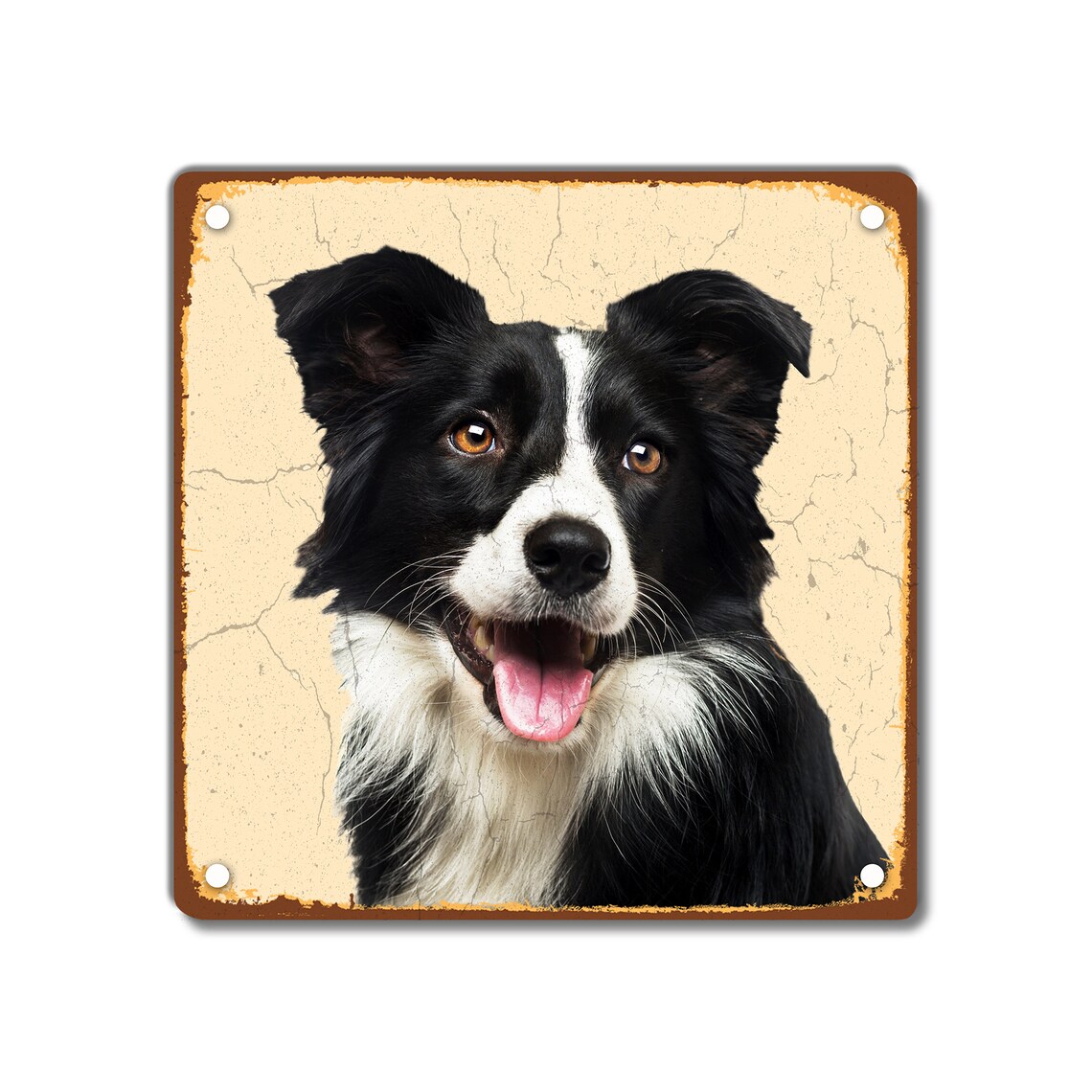 Border Collie Vintage Style Metal Sign Aged or Plain 200 X 200mm 8 X 8 ...