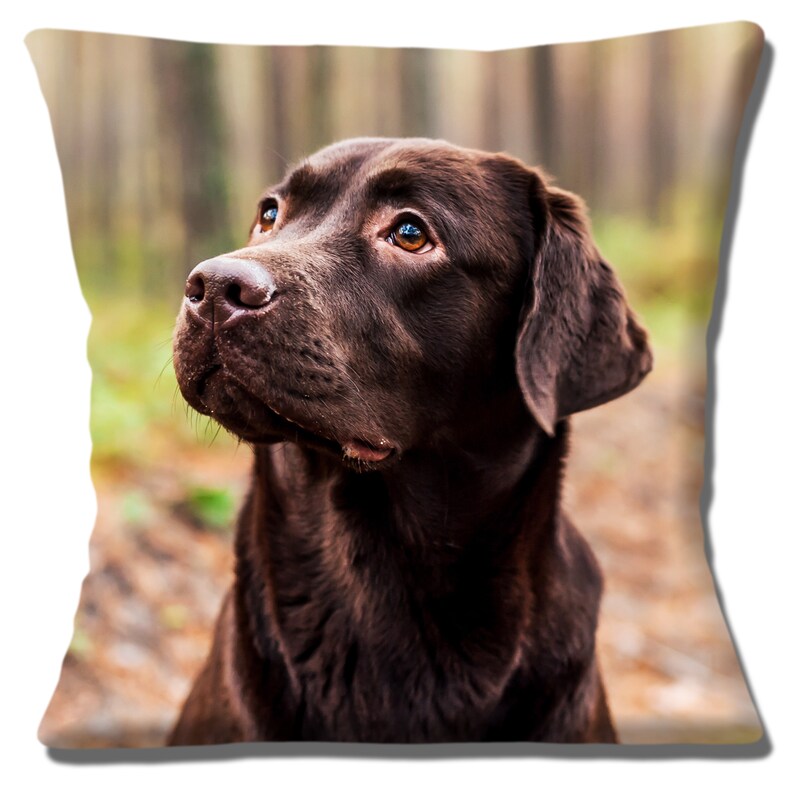 Chocolate Labrador Cushion Cover Choc Lab Adult Dog 16 inch 40 | Etsy