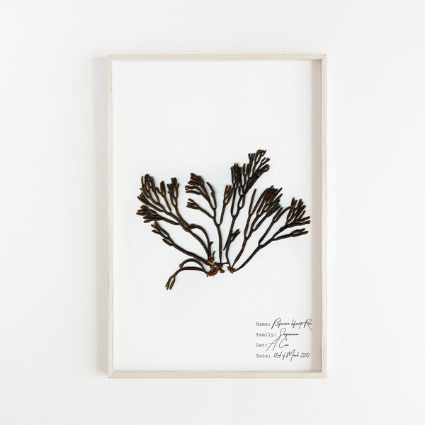 Seaweed Print - Etsy