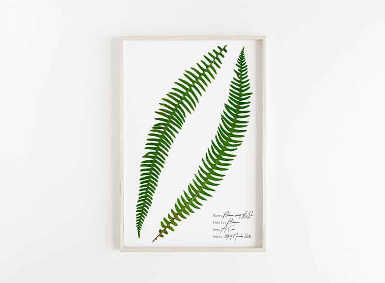 Fern botanical print set Fern botanical poster Fern | Etsy