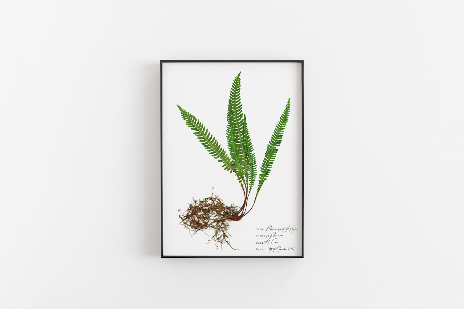 Fern Botanical Illustration Botanical Print Set Fern Print - Etsy