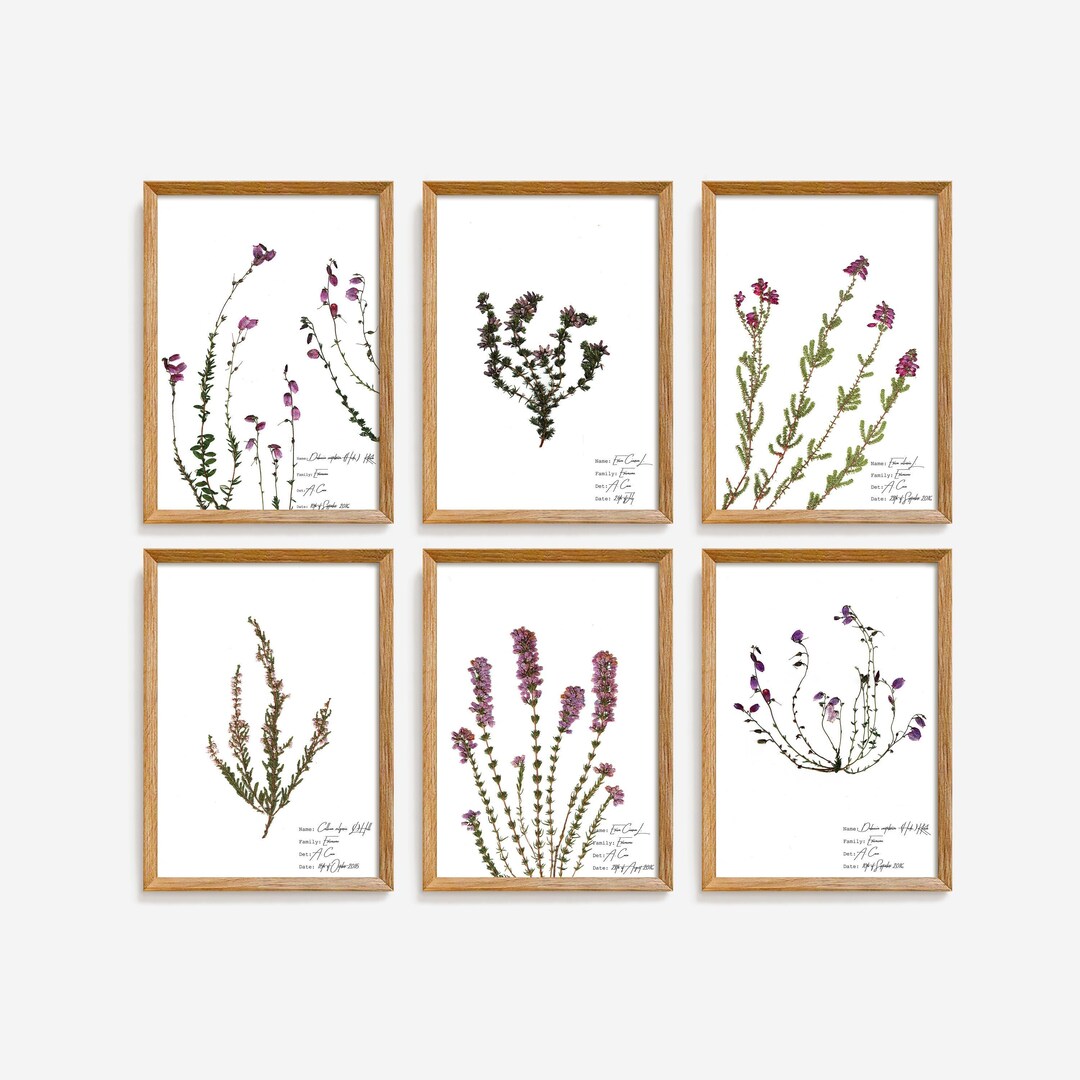 Heather Botanical Illustration, Heather Flower Print Set, Pink Floral ...