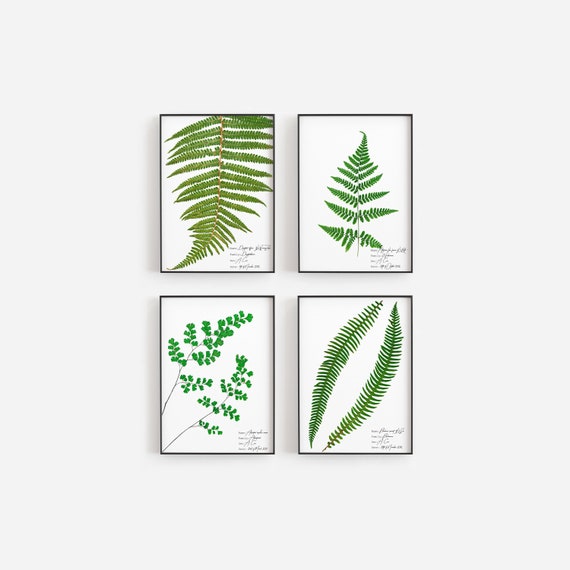 Fern botanical print set Fern botanical poster Fern | Etsy