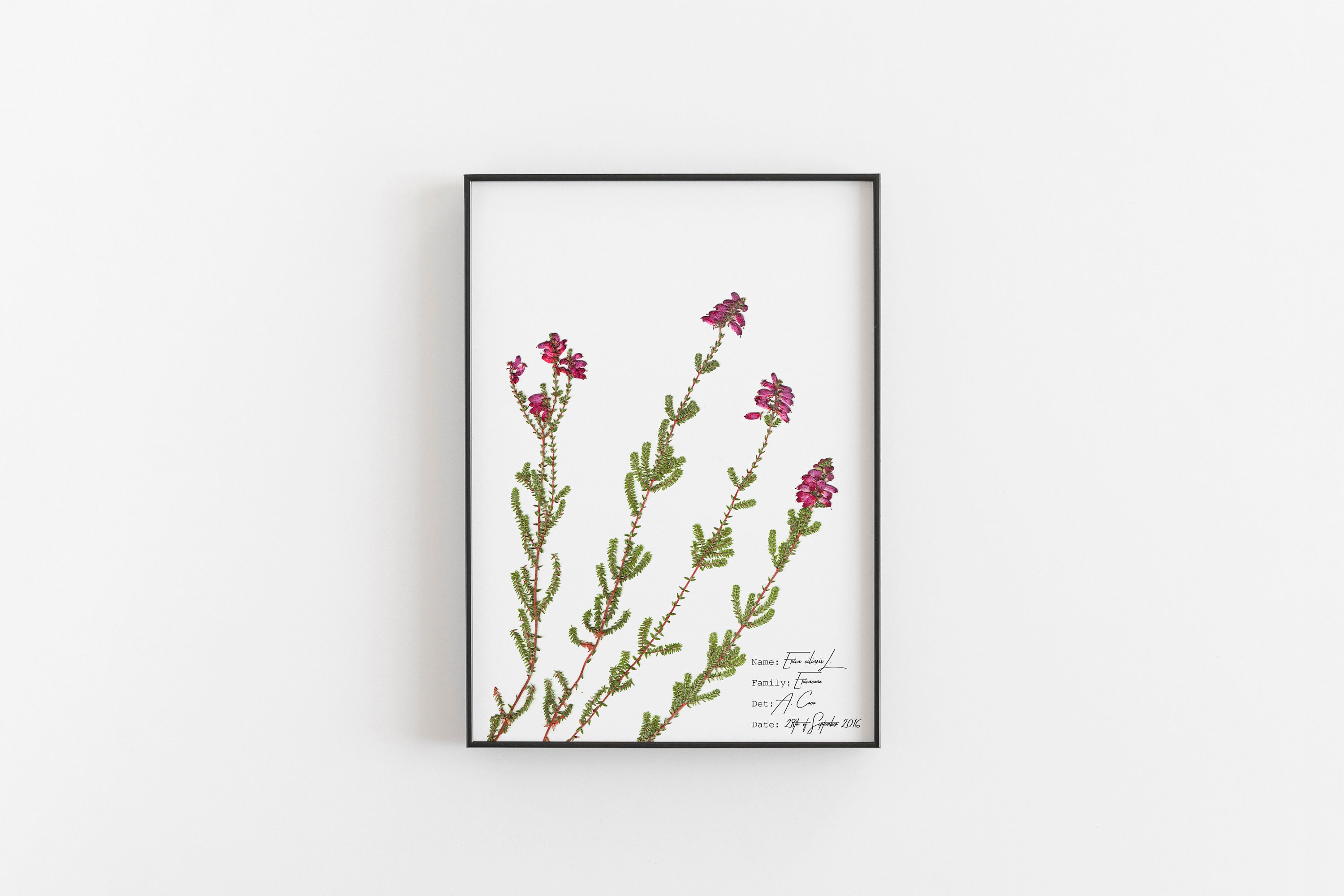 Heather Botanical Illustration Heather Flower Print Set Pink - Etsy