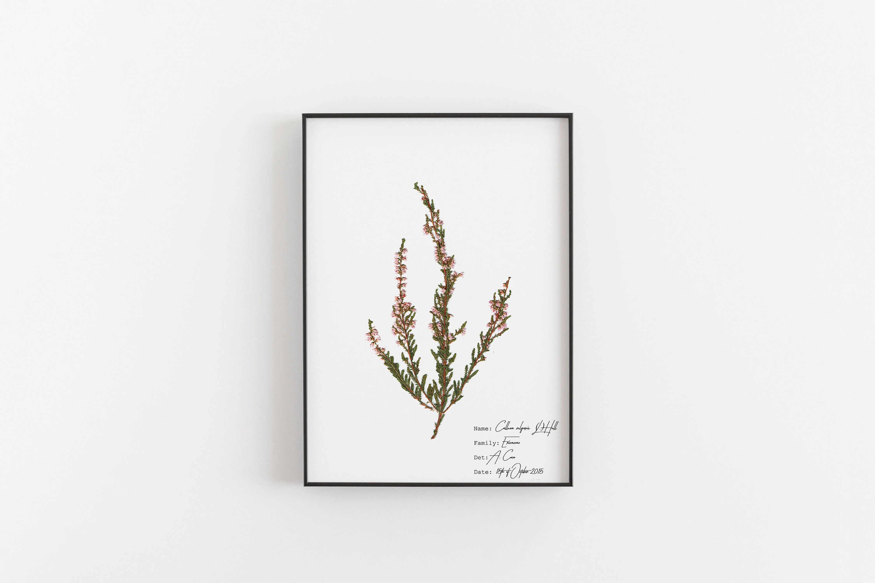 Heather Botanical Illustration Heather Flower Print Set Pink | Etsy