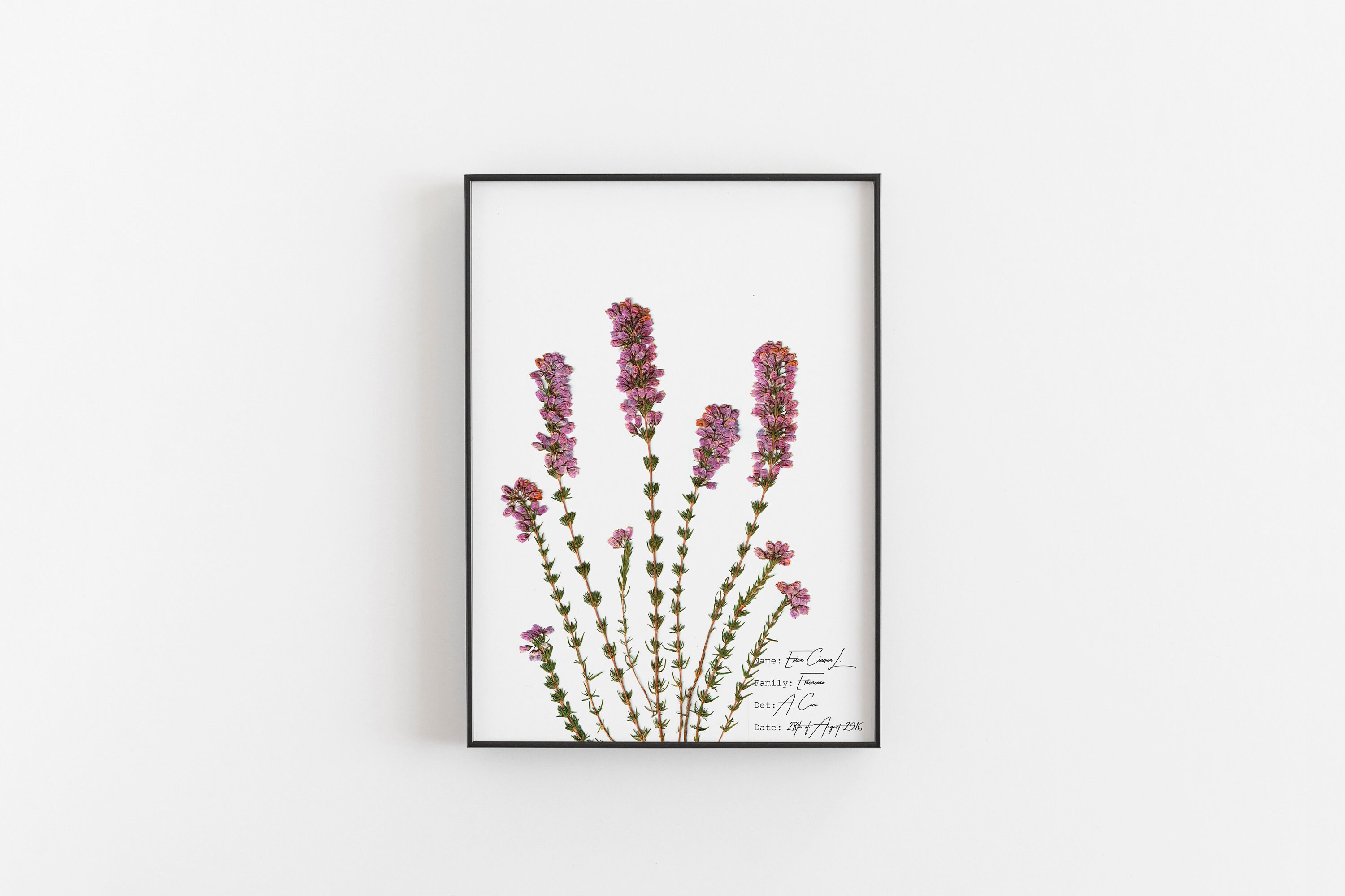 Heather Botanical Illustration Heather Flower Print Set Pink - Etsy