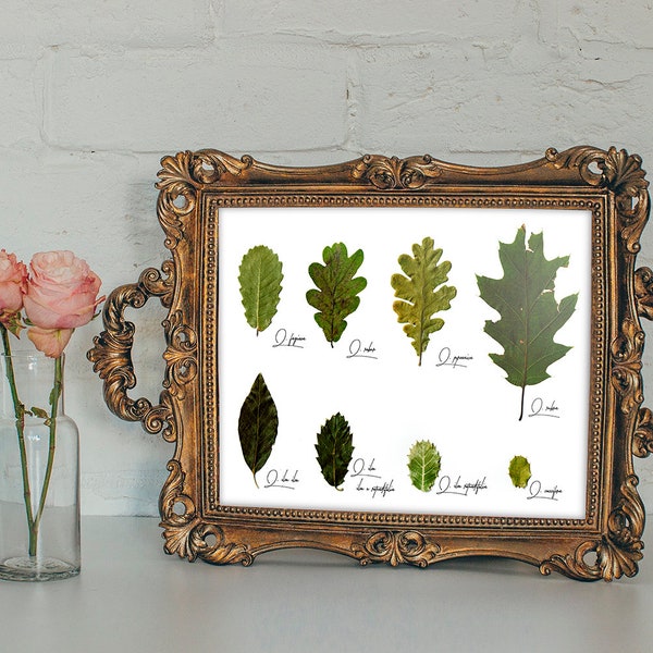 Oak Tree Print - Etsy