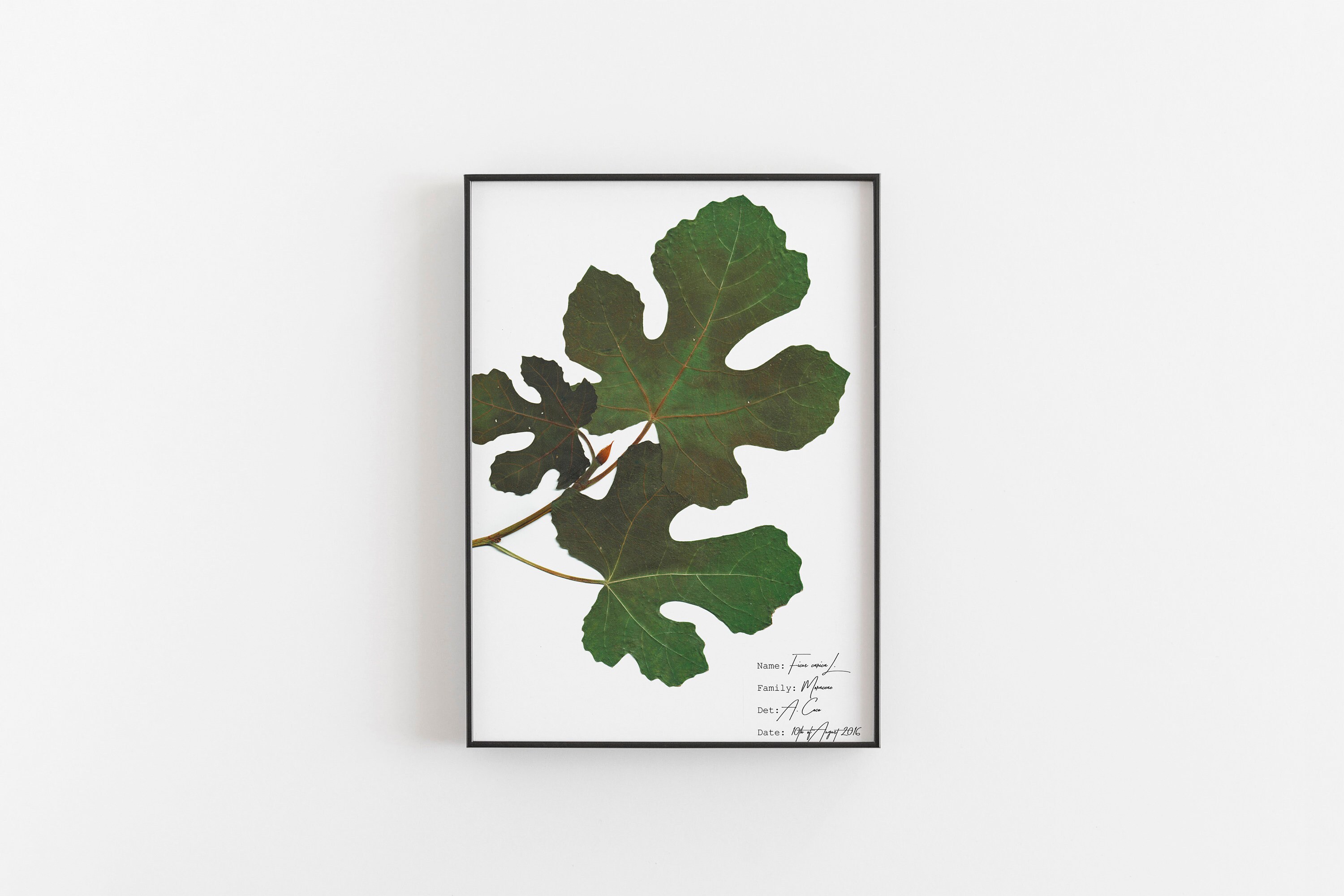 Botanical Print Set Tree Wall Art Tree Leaves Print Common - Etsy