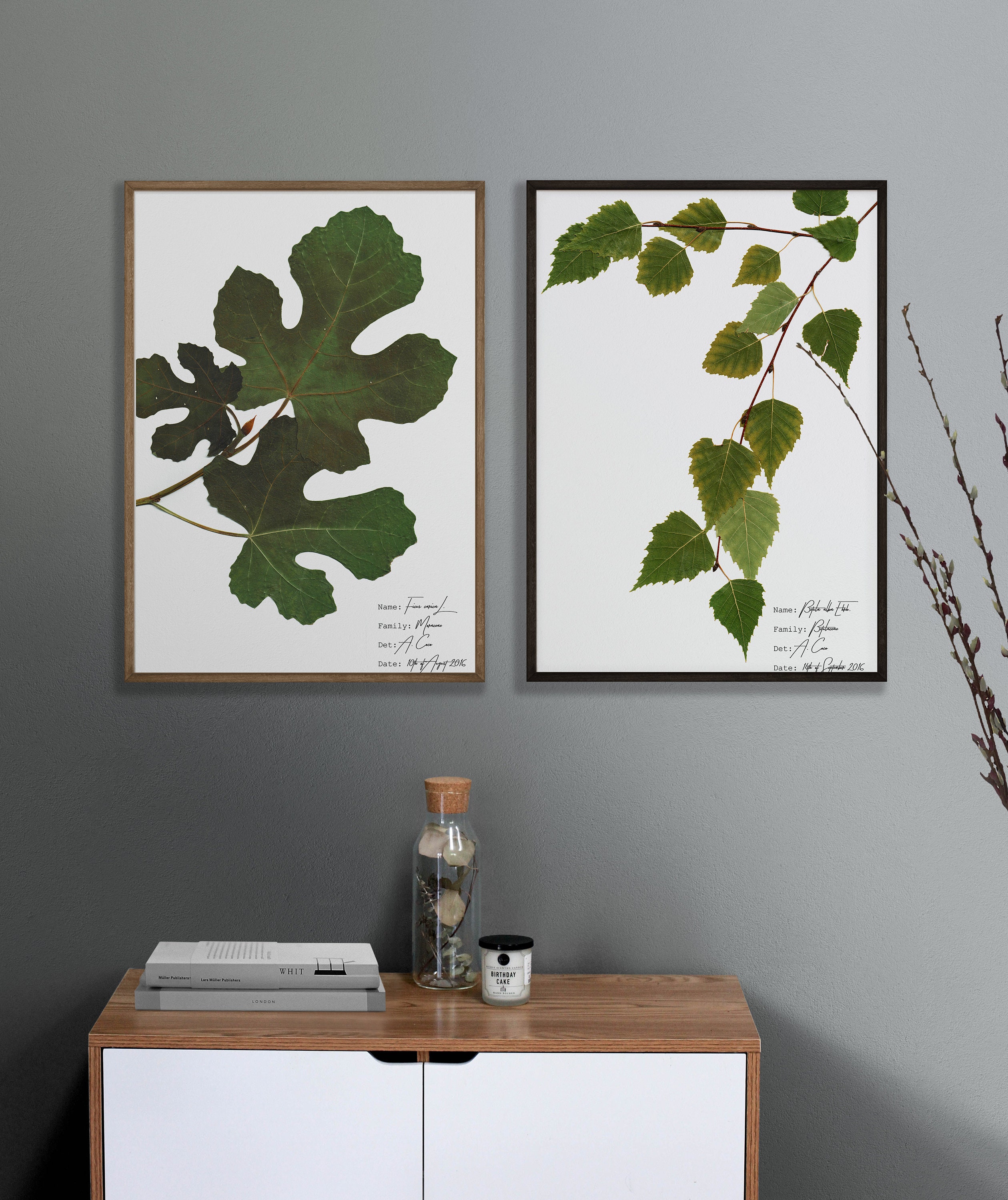 Botanical Print Set Tree Wall Art Tree Leaves Print Common - Etsy