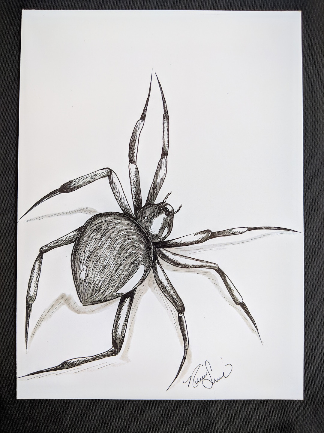 Spider // INKTOBER //digital Print - Etsy