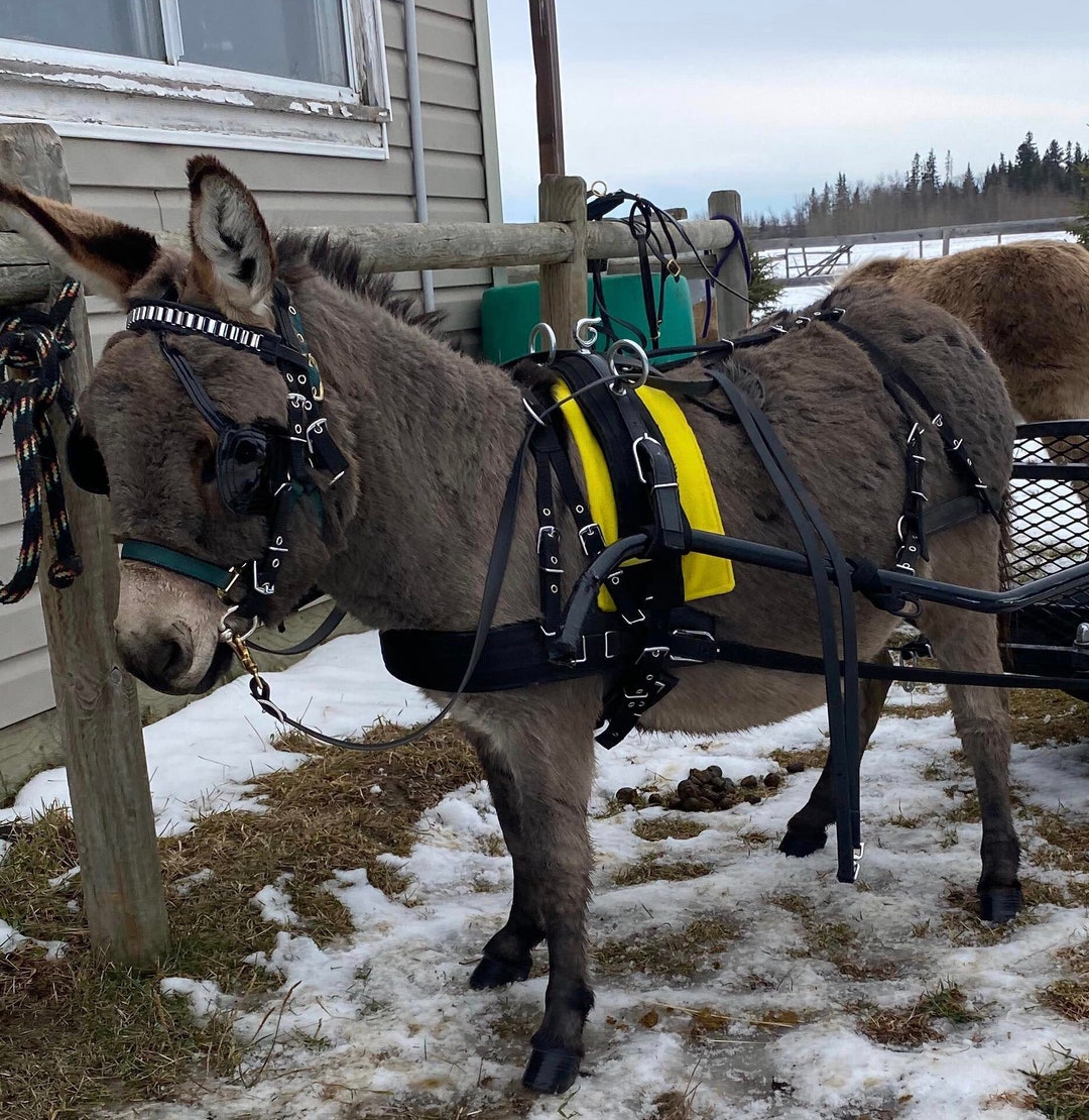 Mini Horse Driving Harness Pad - Etsy