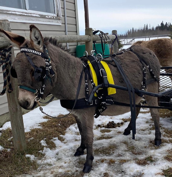Miniature Horses Driving