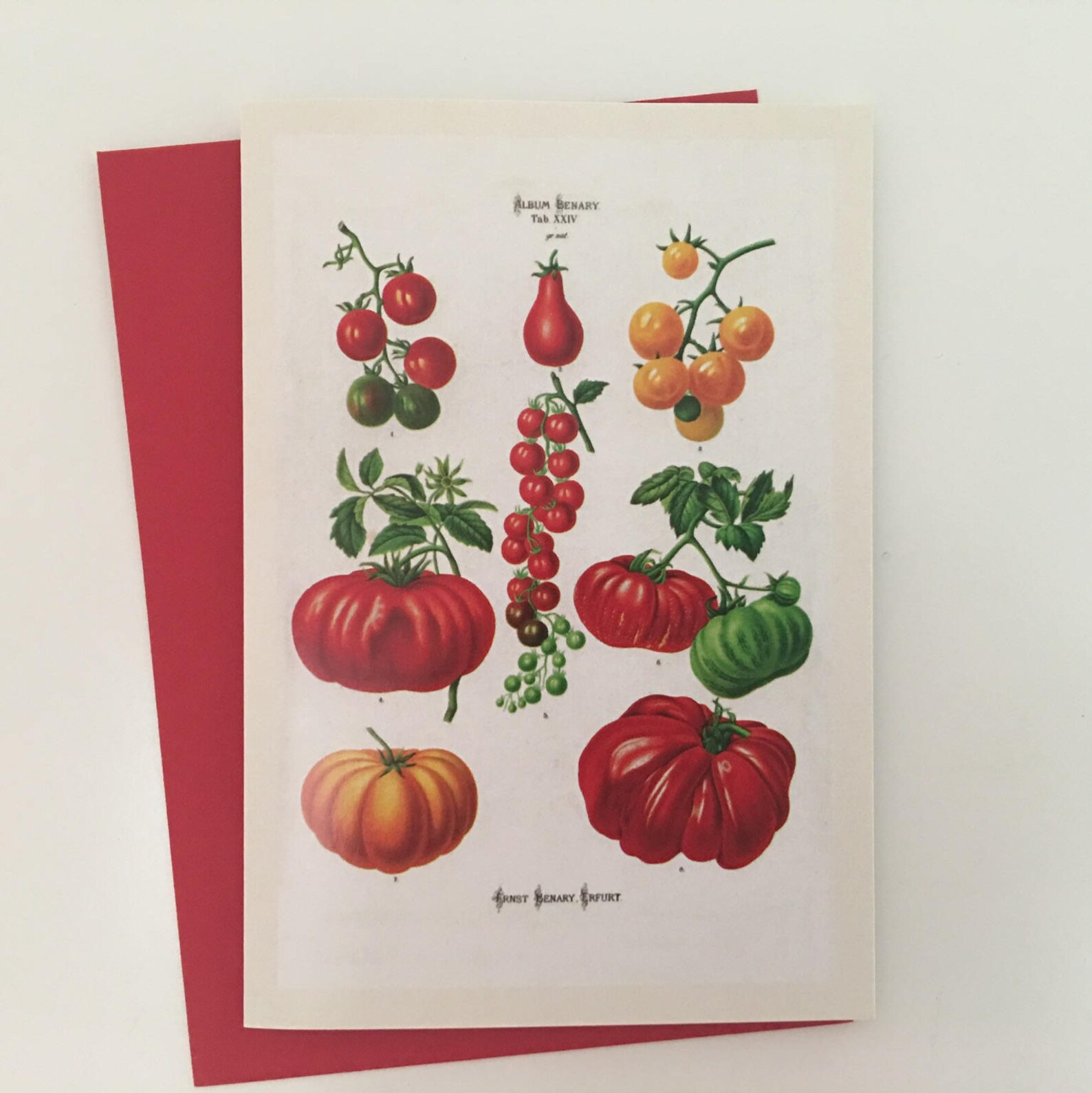 Vintage Tomato Card Tomato Still Life Card Thank You Card | Etsy