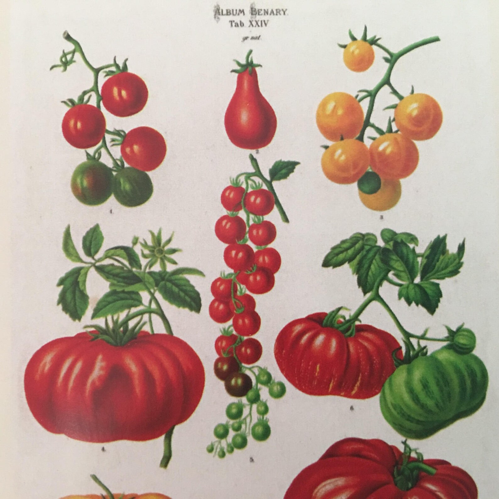 Vintage Tomato Card Tomato Still Life Card Thank You Card | Etsy