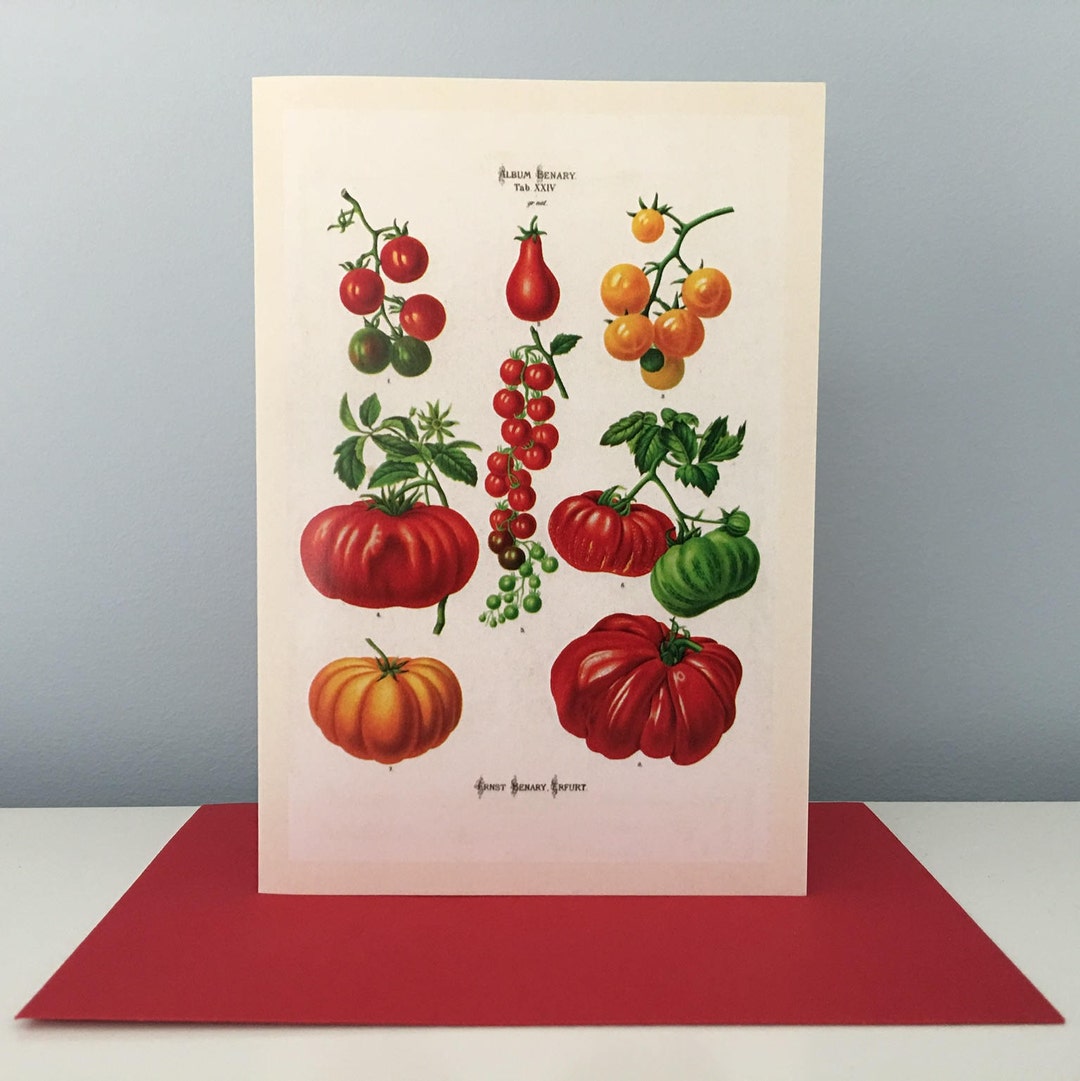 Vintage Tomato Card Tomato Still Life Card Thank You Card - Etsy