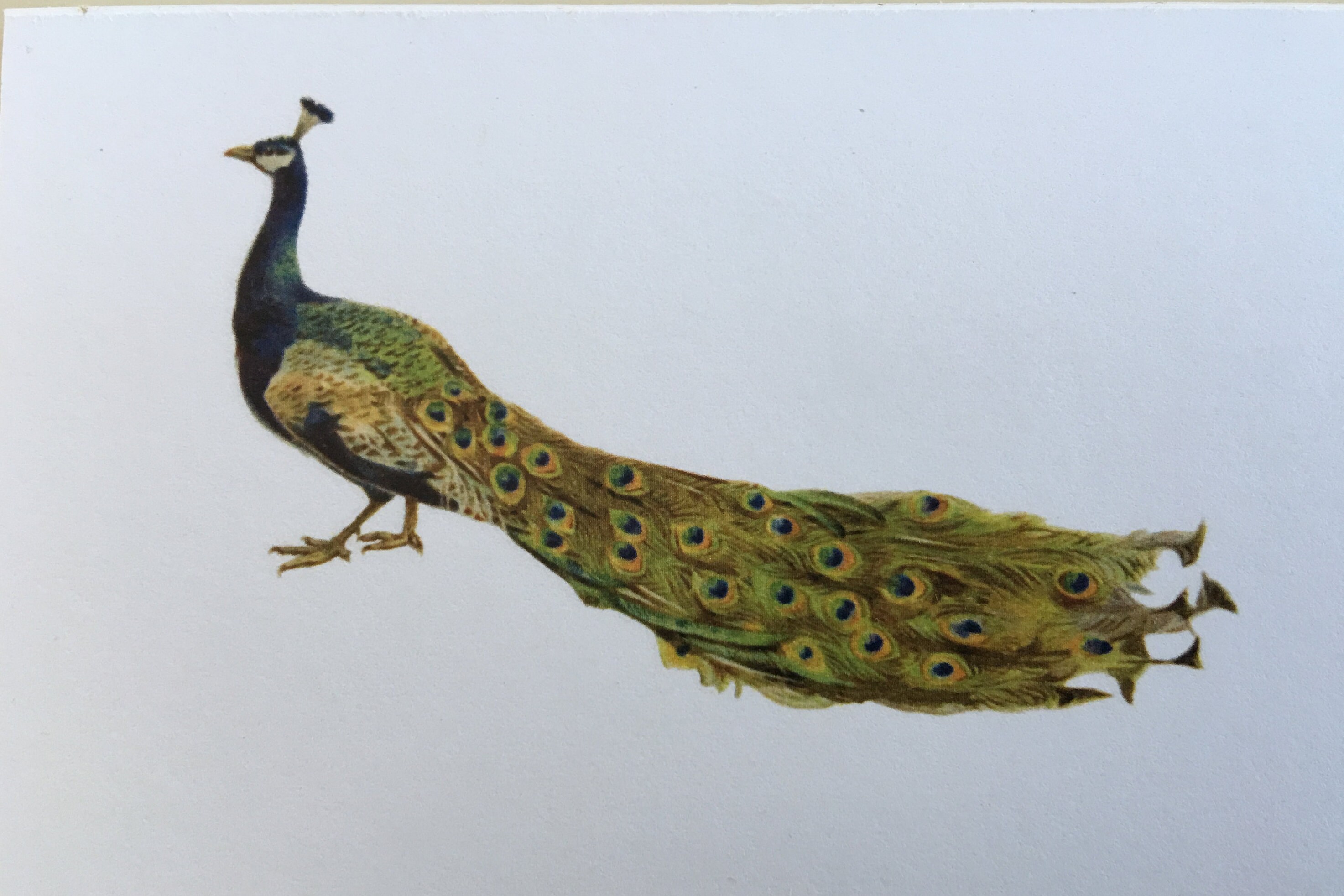 Peacock Notepad Peacock Memo Pad Peacock Writing Pad - Etsy