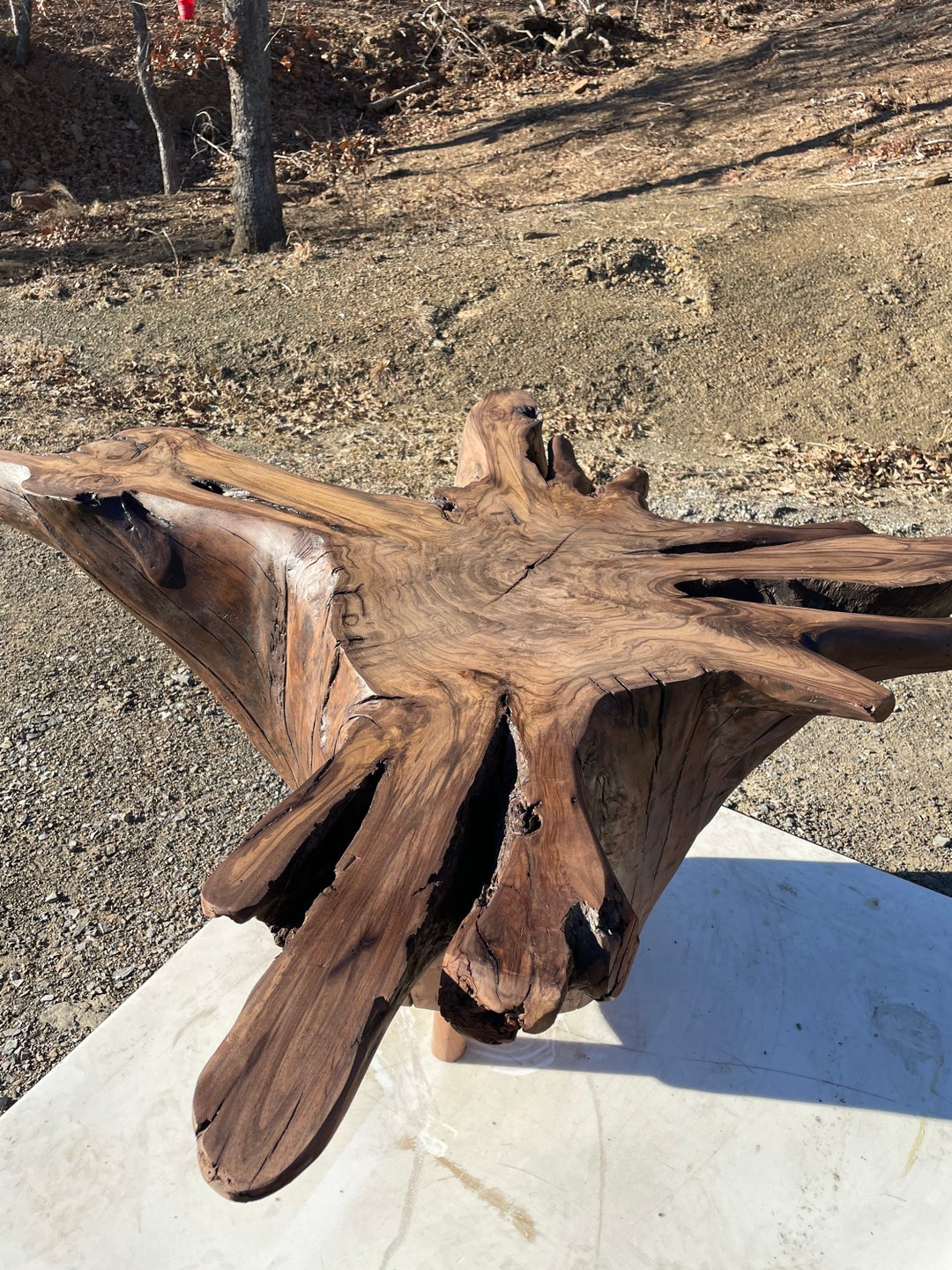 Black Walnut Root Base for Glass Table Top Rootball Live Edge - Etsy
