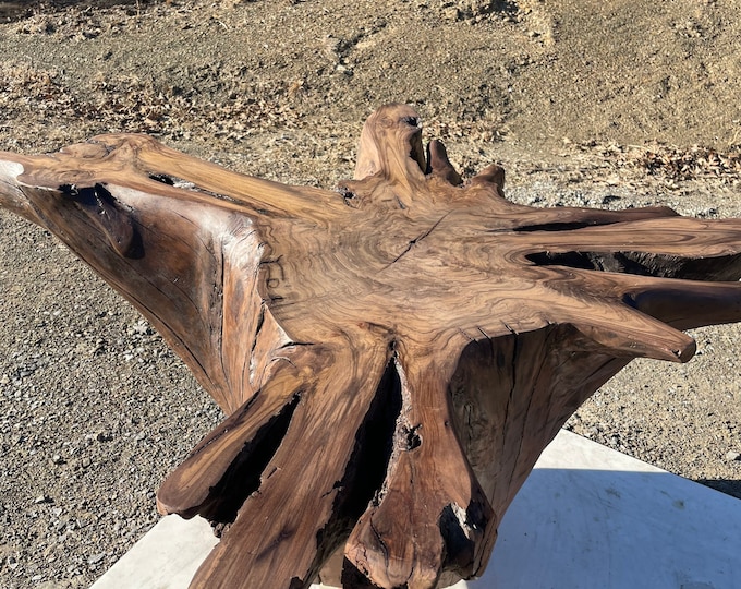 Black Walnut Root Base for Glass Table Top Rootball Live Edge Dining or ...