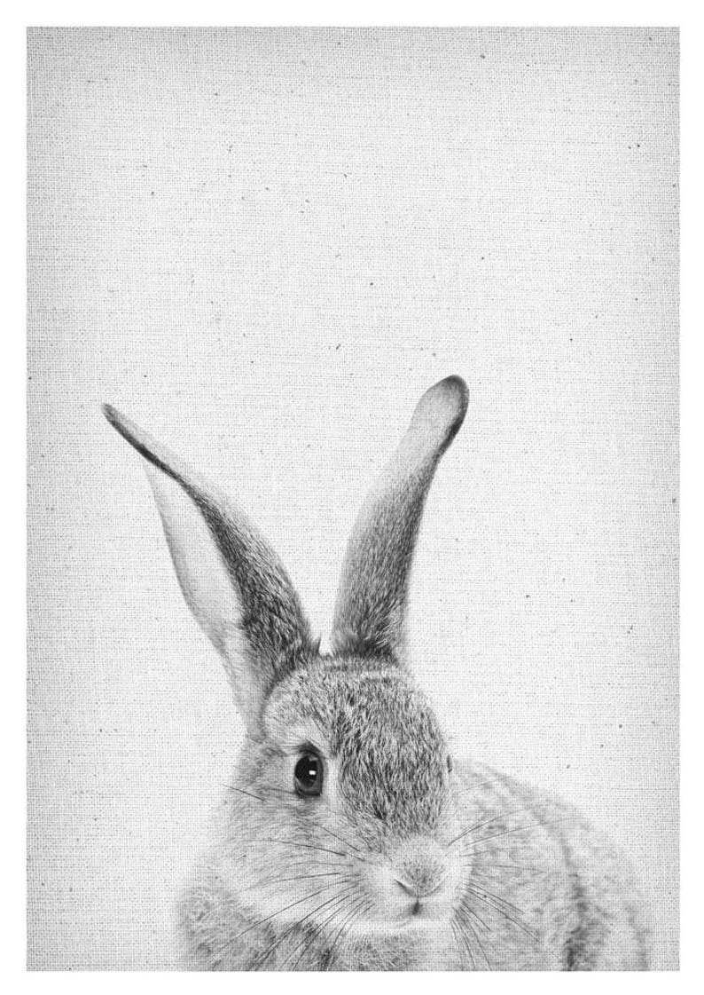 Rabbit Poster, Peekaboo Rabbit, Rabbit Wall Art, Rabbit Print, Bunny ...