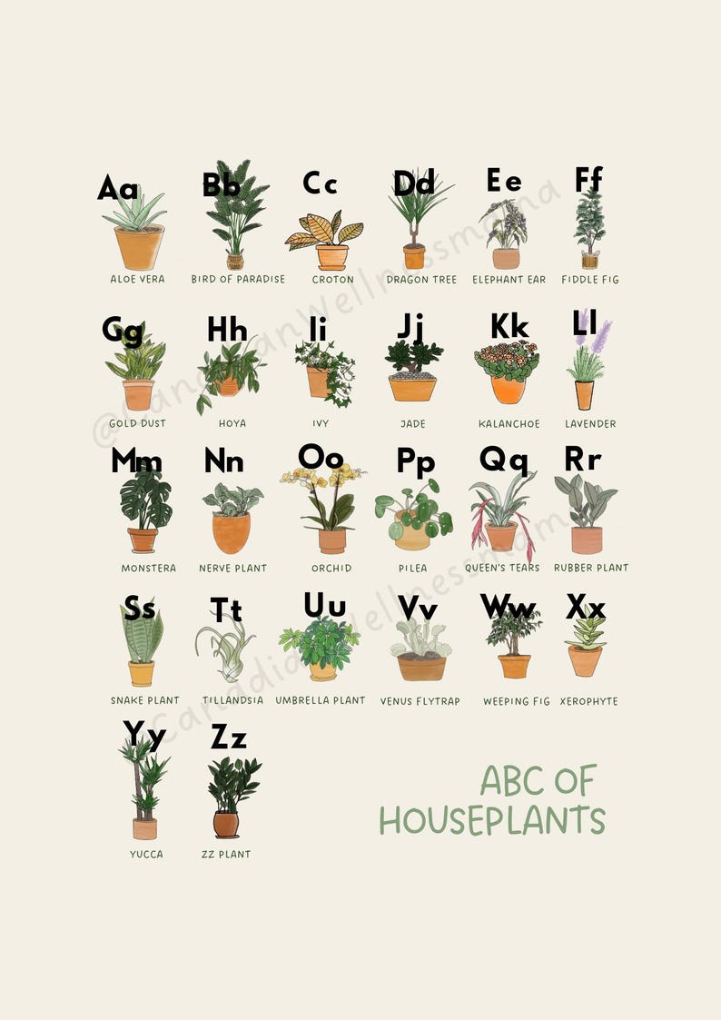 ABC of Houseplants Prints | Houseplant Poster | ABC Plant Illustrations ...