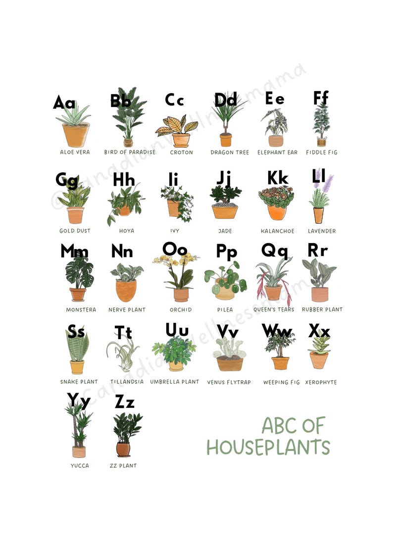 ABC of Houseplants Prints | Houseplant Poster | ABC Plant Illustrations ...
