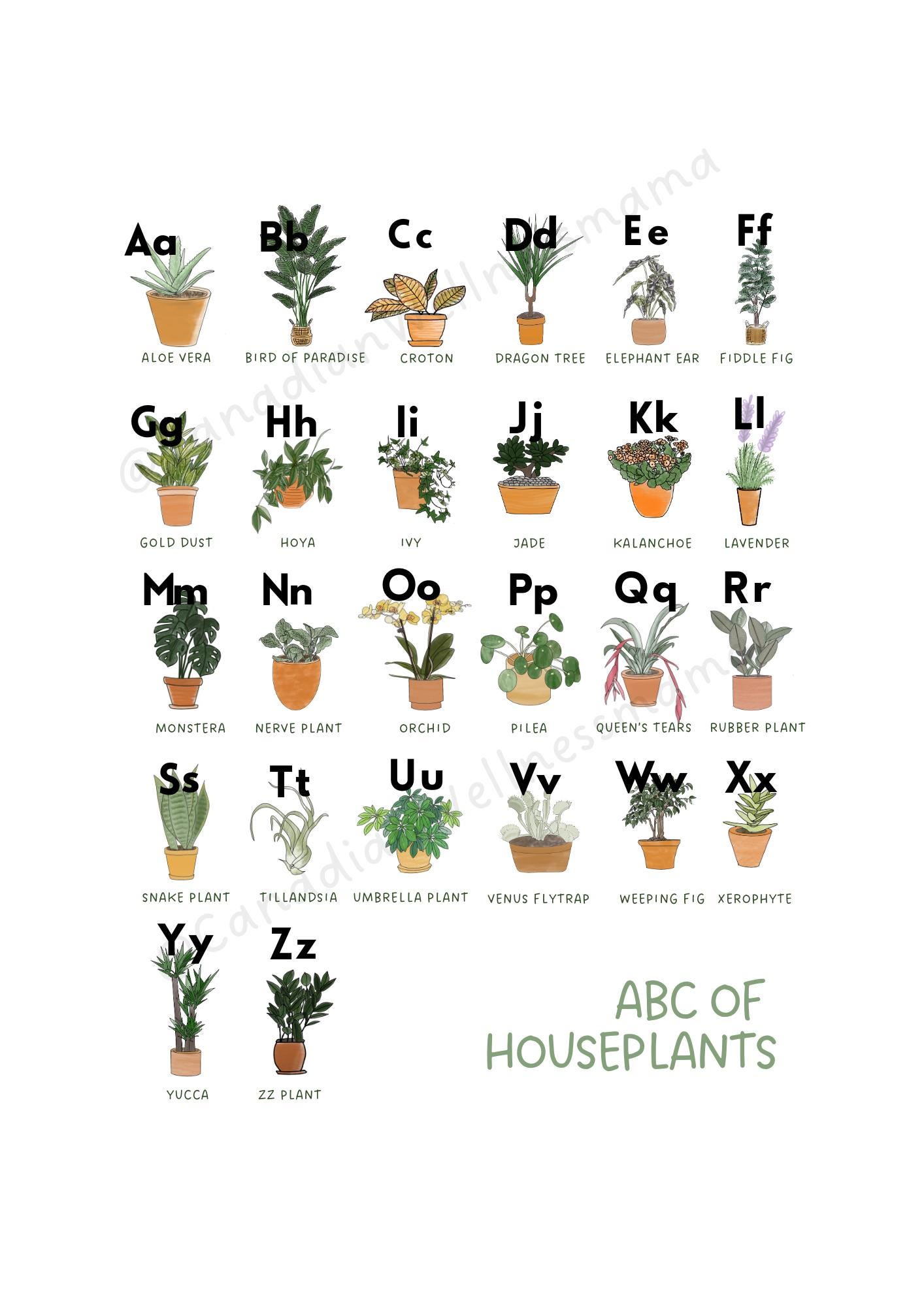 ABC of Houseplants Prints | Houseplant Poster | ABC Plant Illustrations ...
