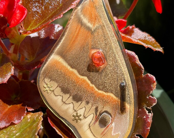 Real Moth Pendant Hyalophora Cecropia Cecropia Moth Forewing~ Authentic ...