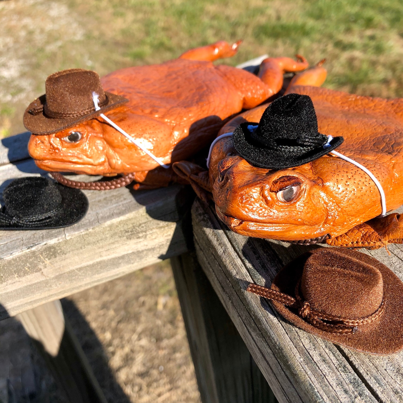 Rootin Tootin' Real Cane Toad Purse With Mini Cowboy Hat Full-body ...