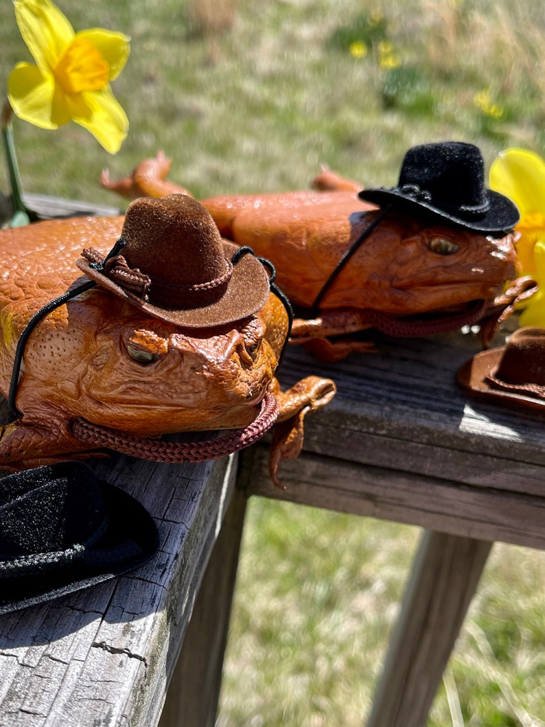 Rootin Tootin' Real Cane Toad Purse With Mini Cowboy Hat - Etsy