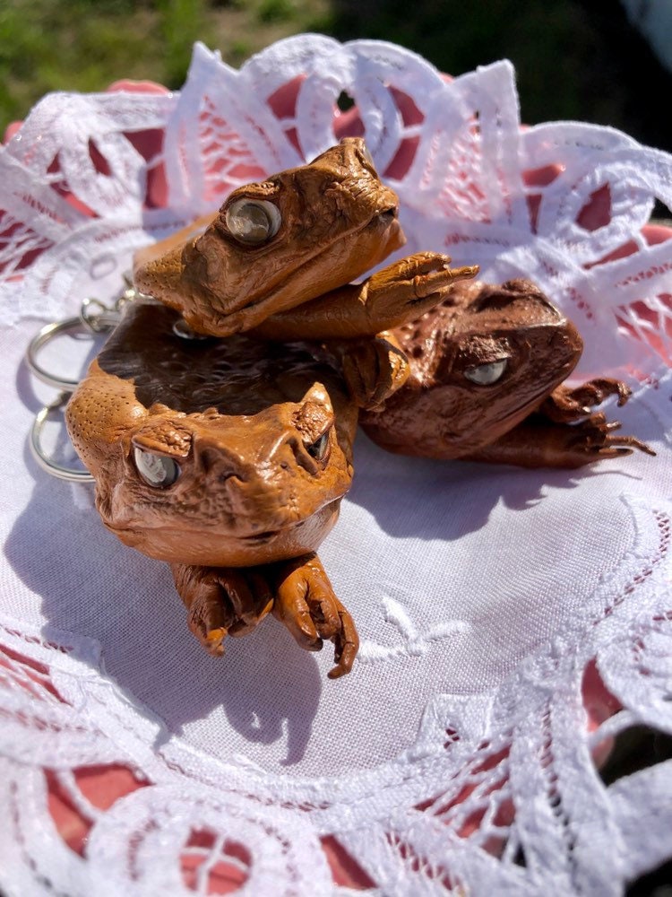 Real Cane Toad high Quality Keychain Keyring Lanyard Charm | Etsy